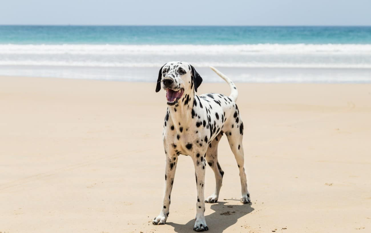 Quel chien pour la course à pied ? Les 32 meilleures races pour le ...